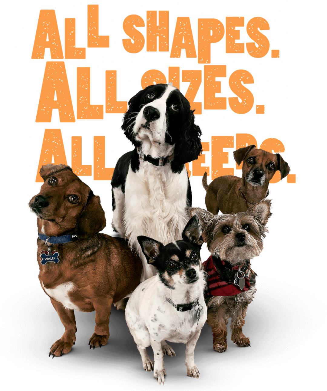 Home - Daycare for Dogs | Dog Training | All Paws Retreat