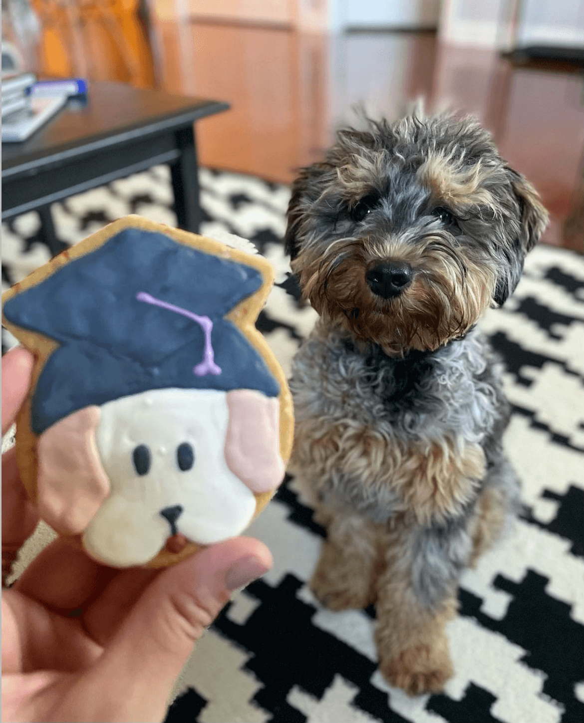 Train Your Pet with Experts - All Paws Retreat