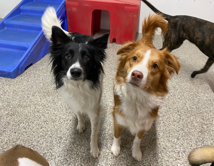 Pet Boarding Services - All Paws Retreat